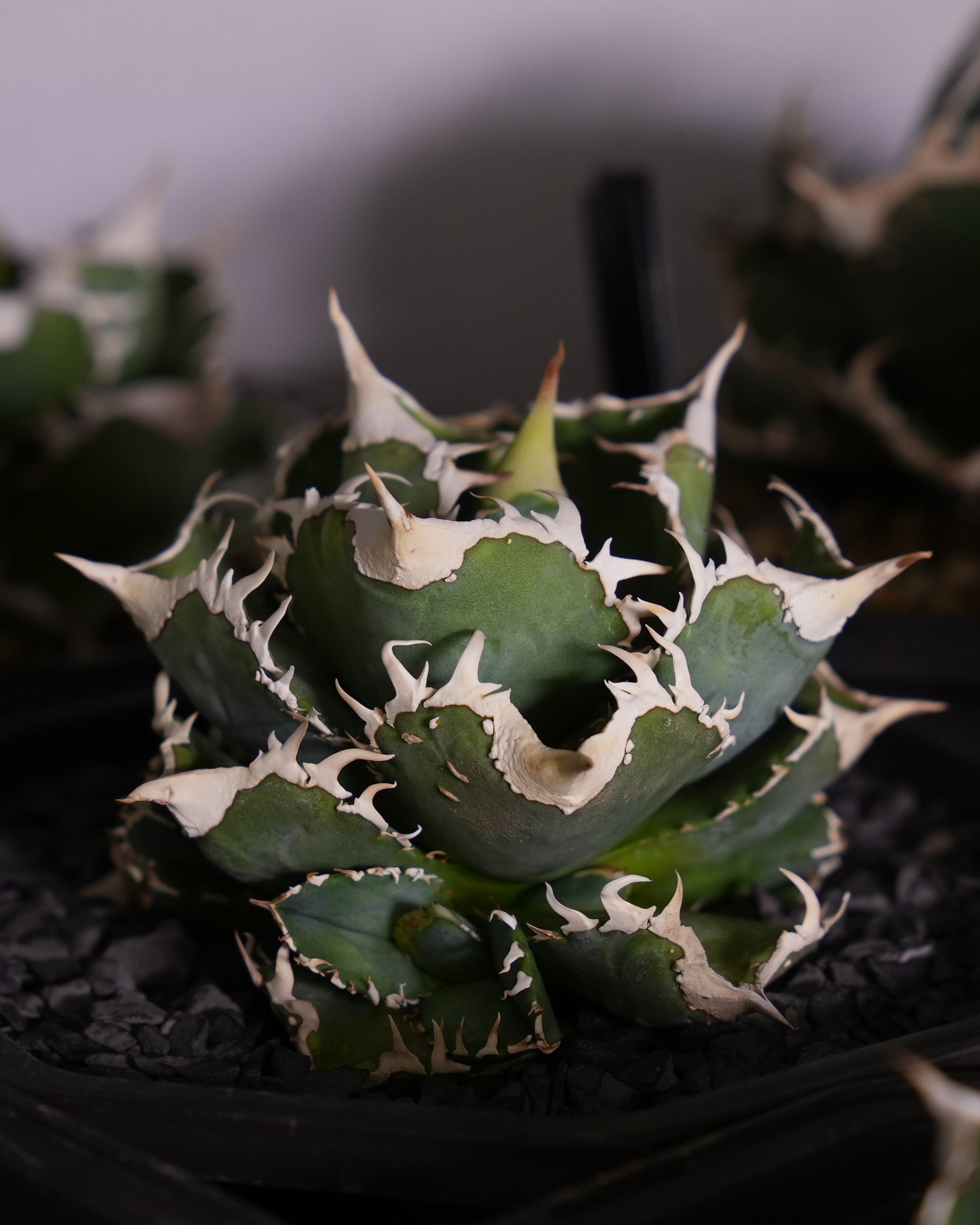 新入荷- アガベ オテロイ / チタノタ Agave Oteroi / Titanota – BARBAS Plants Lab.