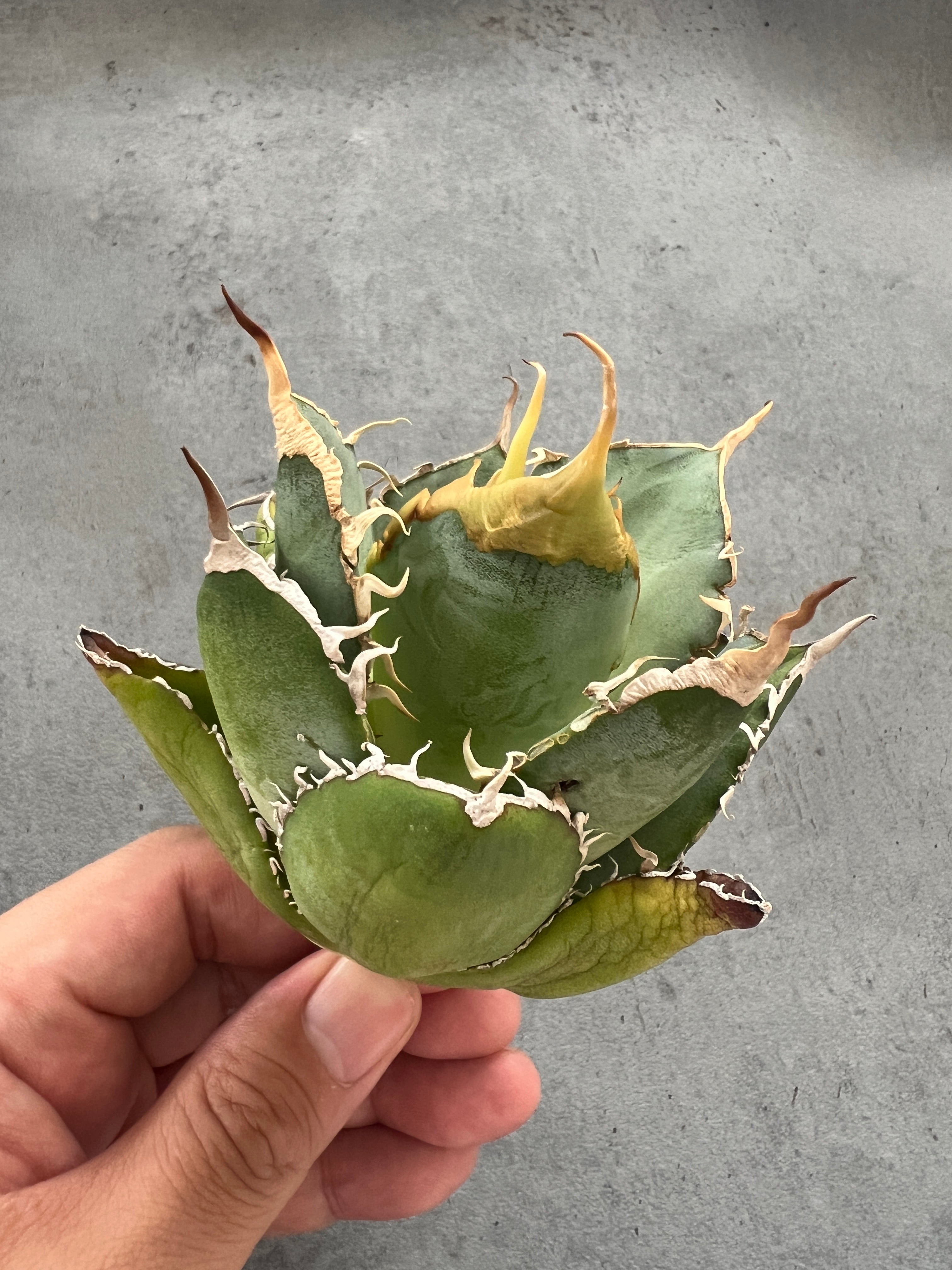 アガベ専門店 BARBAS Plants Lab.