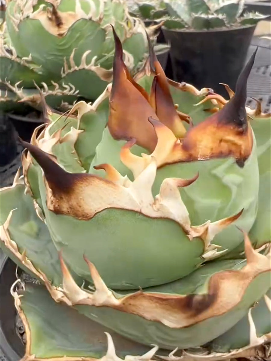 アガベ専門店 BARBAS Plants Lab.