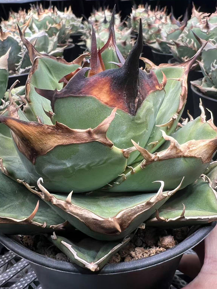 アガベ専門店 BARBAS Plants Lab.