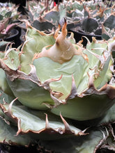 アガベ専門店 BARBAS Plants Lab.