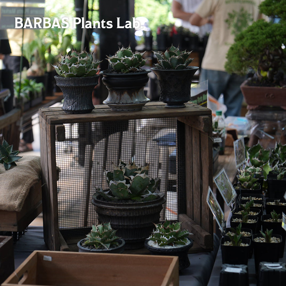 アガベ専門店 BARBAS Plants Lab.